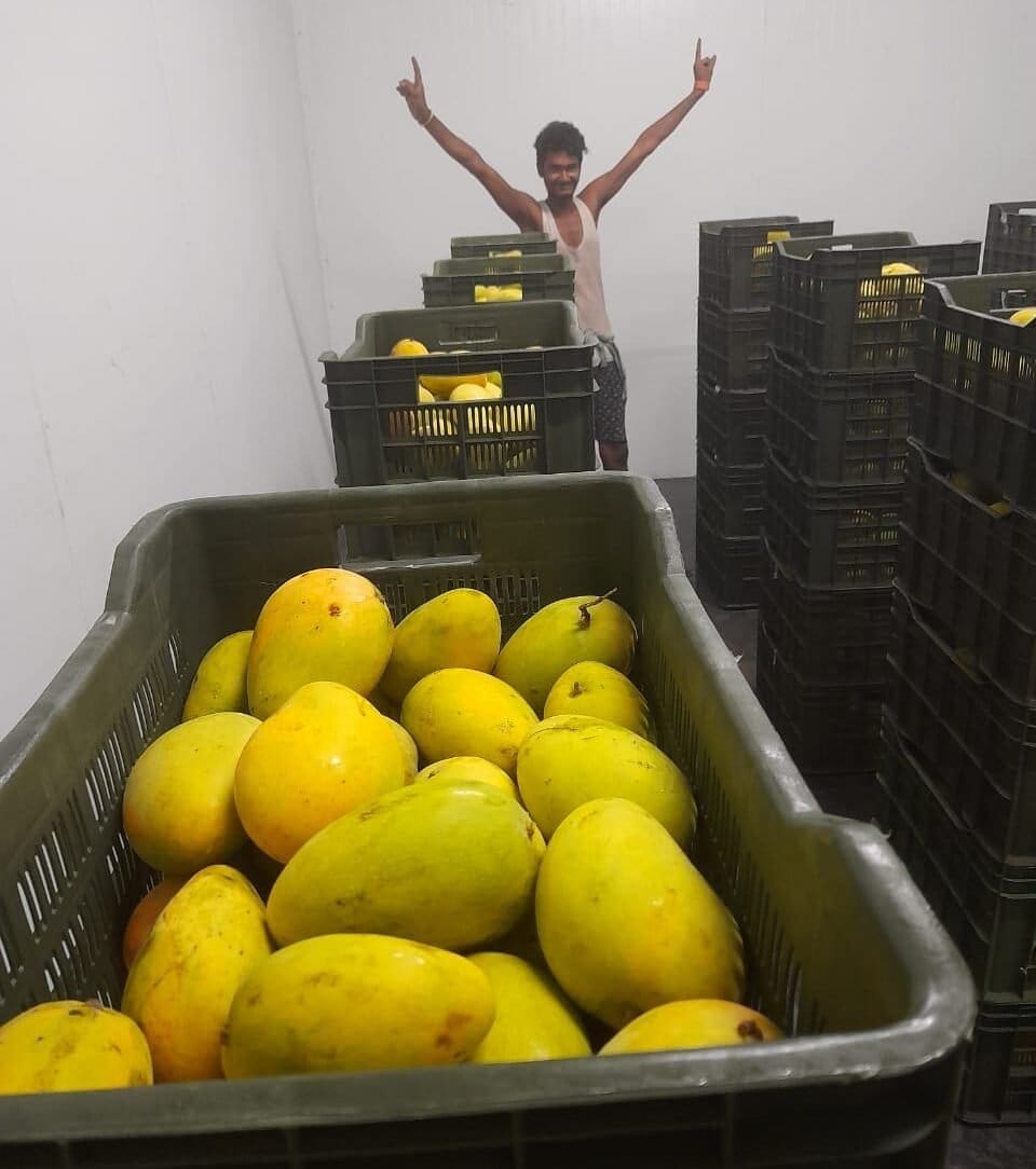 Enhancing Mango Ripening with Smart Ethylene Generators: A Guide for ...